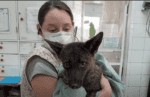 Meet Dogxim, The First-Ever Dog-Fox Hybrid That Stunned Scientists in ...