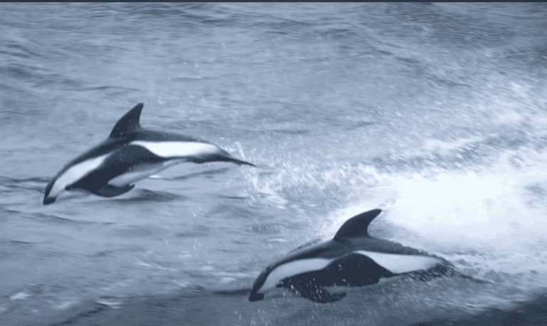 Meet the Hourglass Dolphin A Tiny Speedster of the Southern Ocean