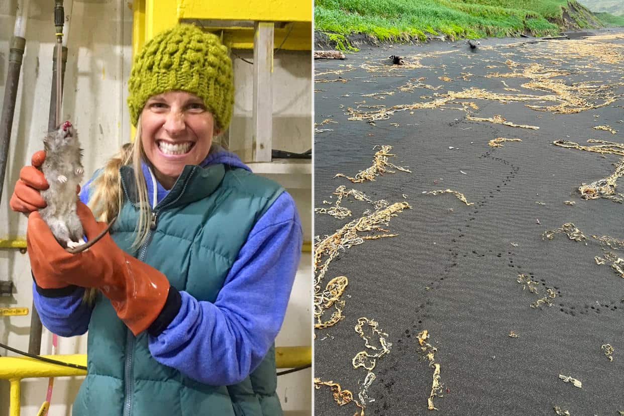 Tiny Island in Alaska Panicking Over the Sight of a Single Rat as It ...