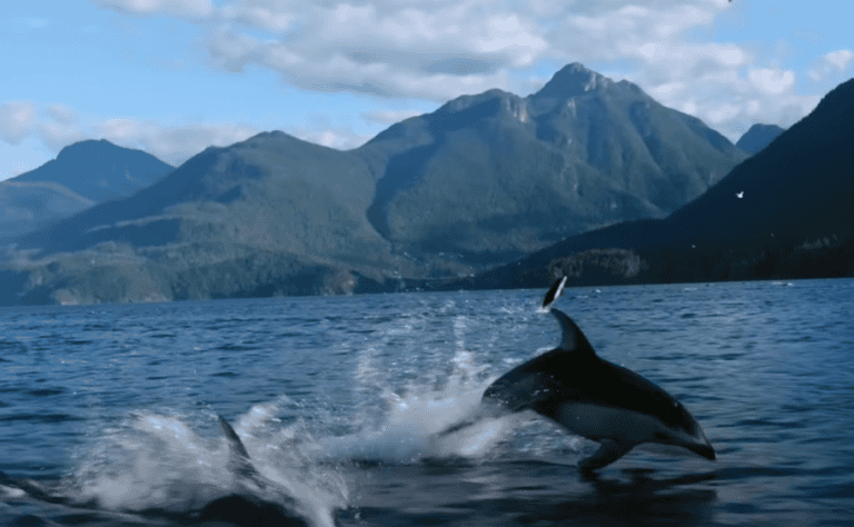 Meet the Hourglass Dolphin A Tiny Speedster of the Southern Ocean