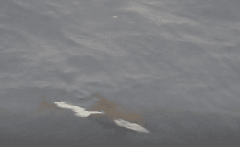 Meet the Hourglass Dolphin A Tiny Speedster of the Southern Ocean