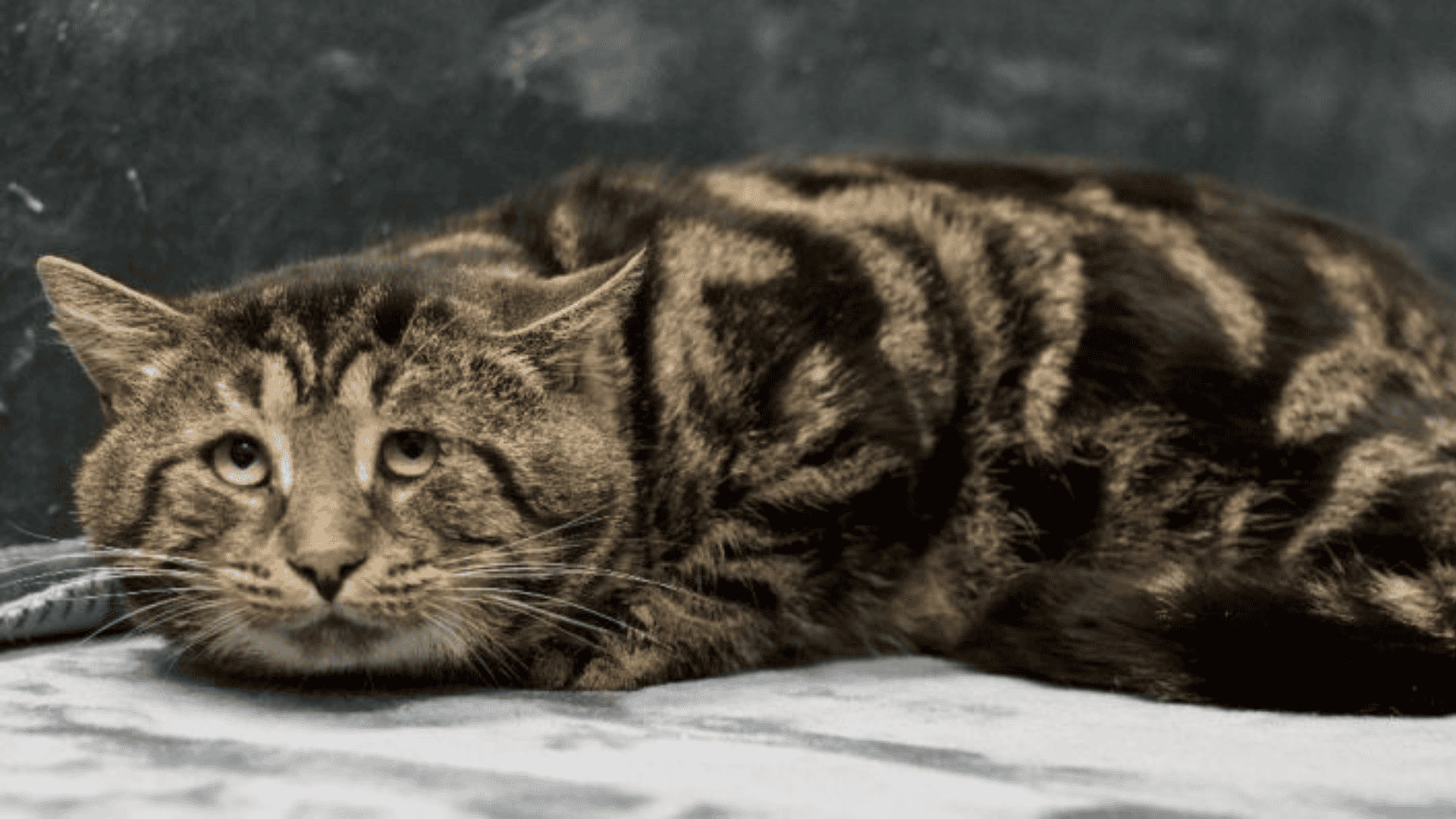 Depressed-Looking Shelter Cat Becomes Unrecognizable After Finding a ...