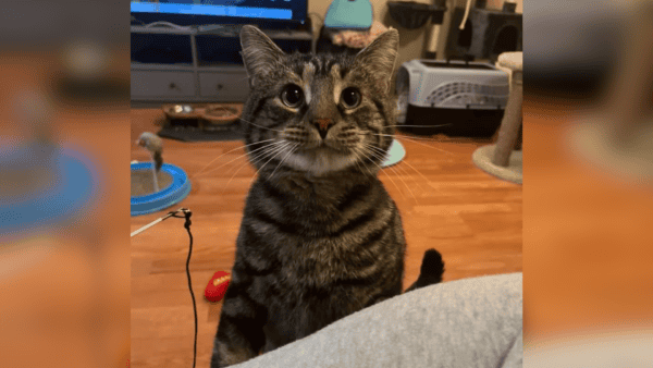 14 Heartwarming Cat Rescue Stories That Will Restore Your Faith in ...