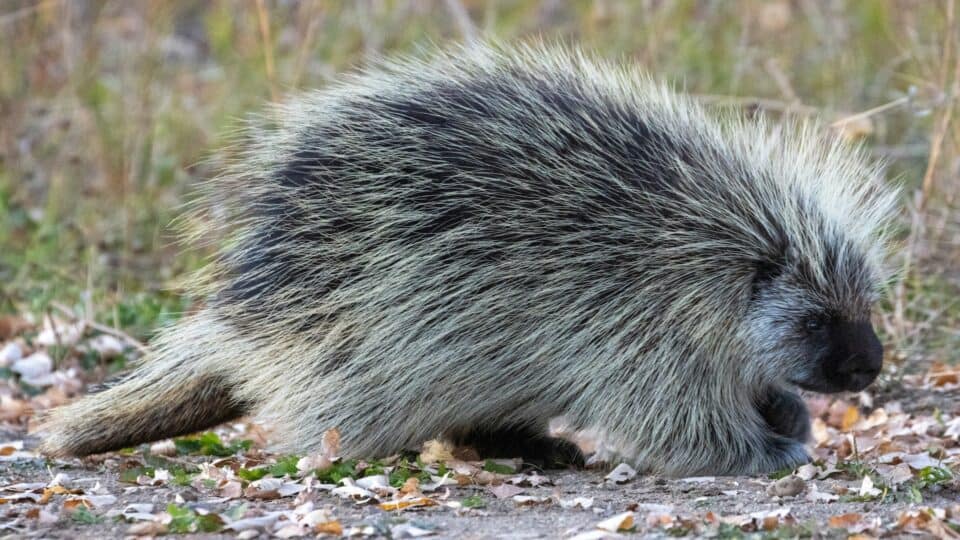 Why Porcupines Don’t Shoot Their Quills (But Still Defend Themselves ...