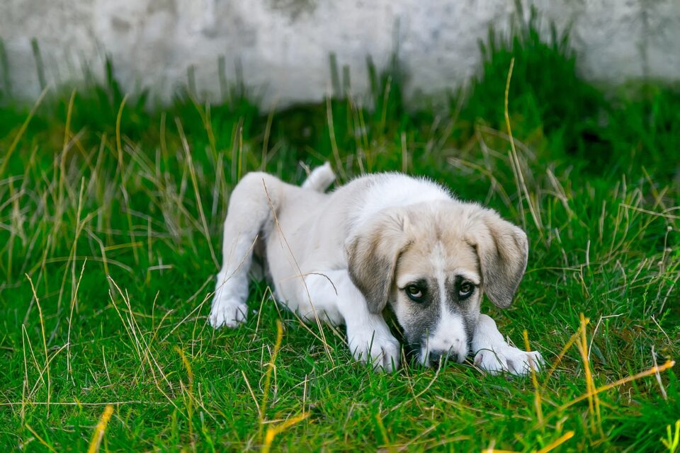 10 maneras de mantener a sus perros sanos - Animales alrededor del mundo