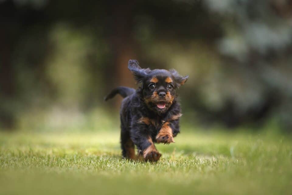 Is Your Dog Happy? Here Are 13 Signs of A Happy Dog - Animals Around ...