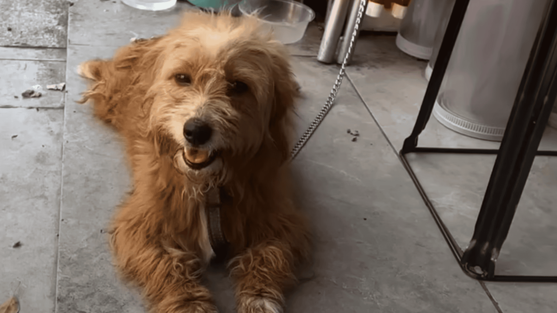 Ignored Stray Dog Begs in the Rain For Food Until Offered a Glimmer of ...