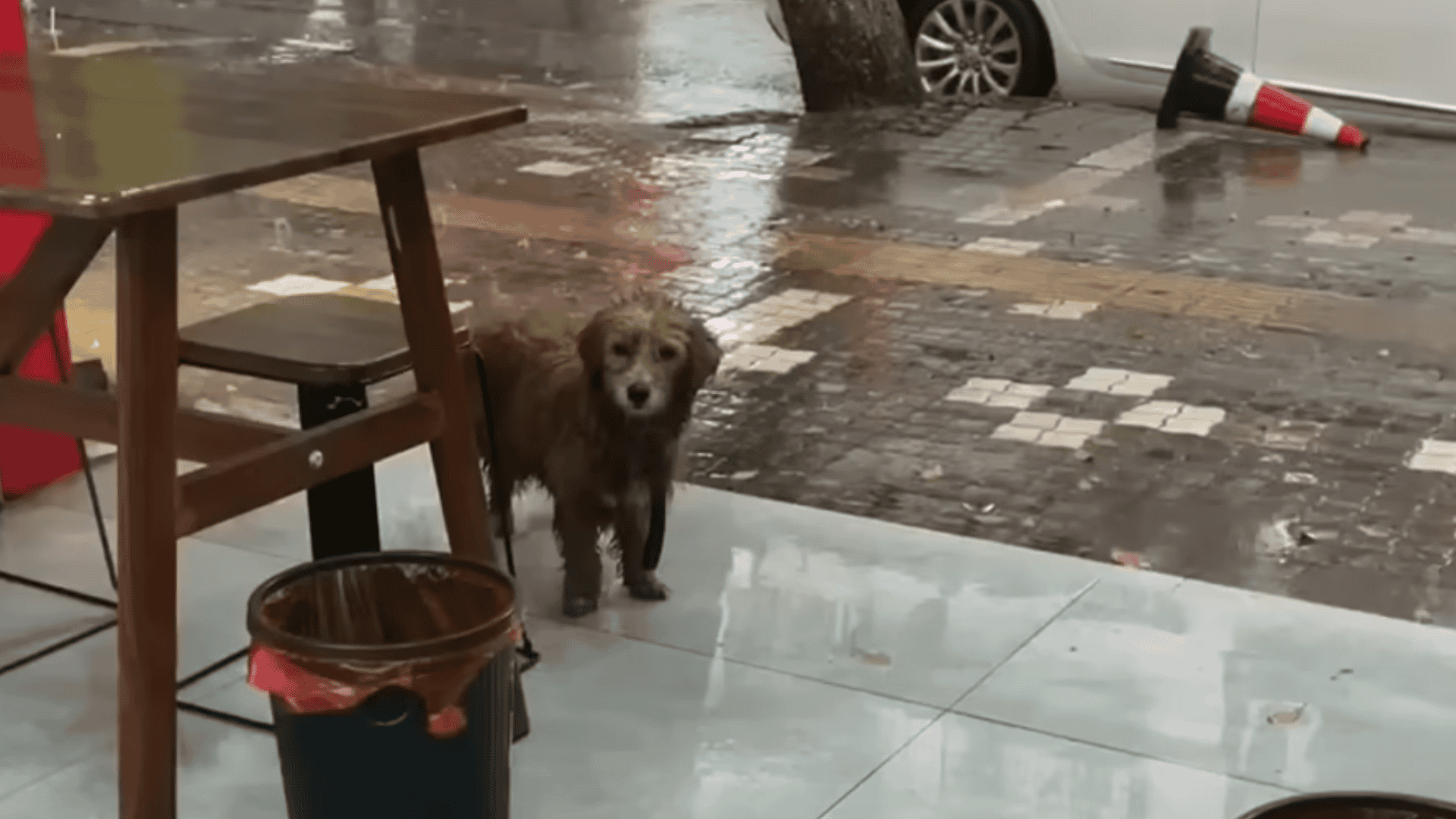 Ignored Stray Dog Begs in the Rain For Food Until Offered a Glimmer of ...