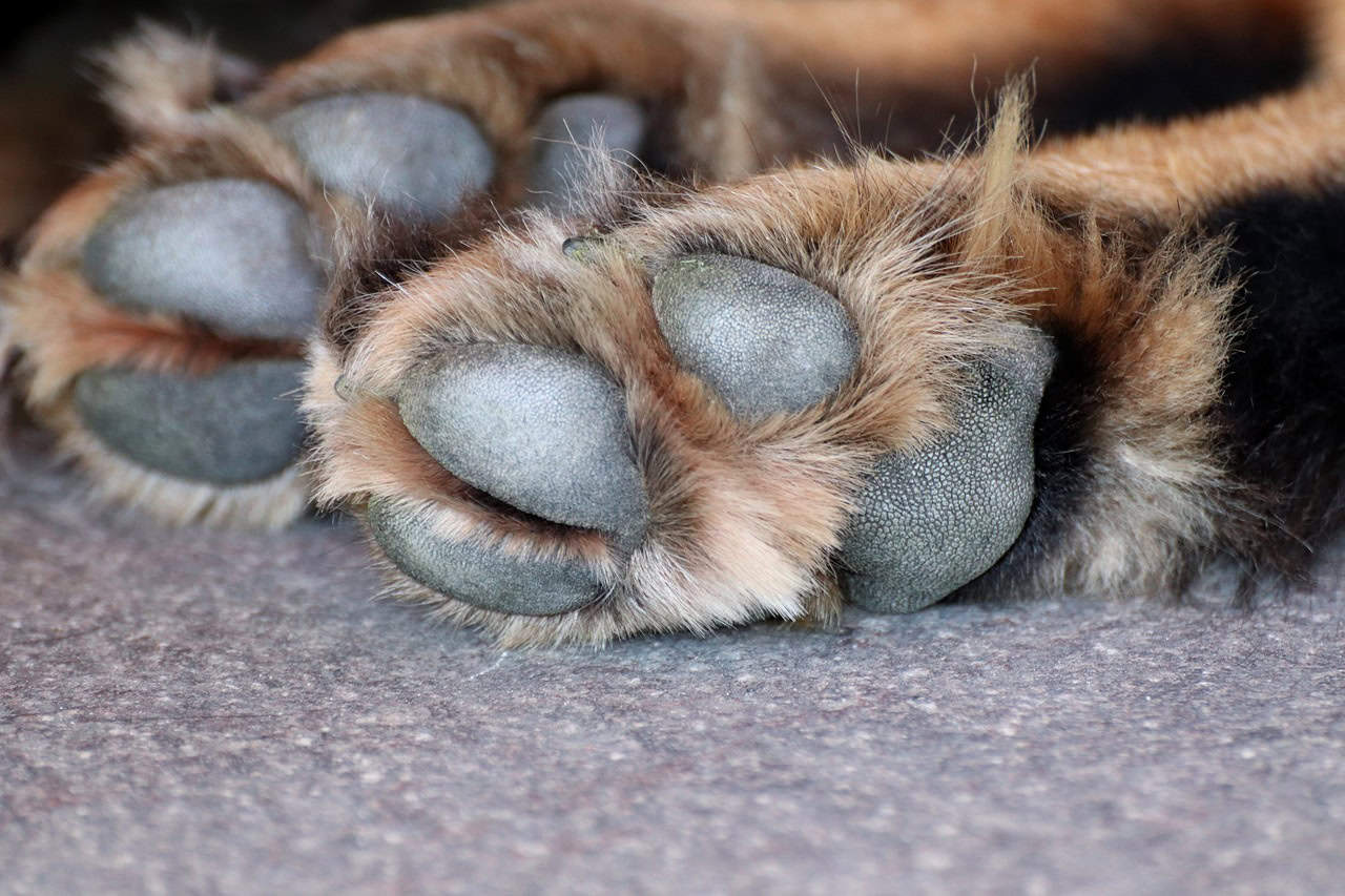 Why Your Dog's Paws Deserve More Attention