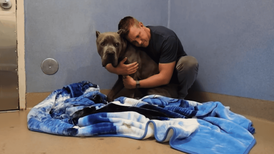 Confused Cane Corso Dog Gets Returned To Shelter For His Separation ...