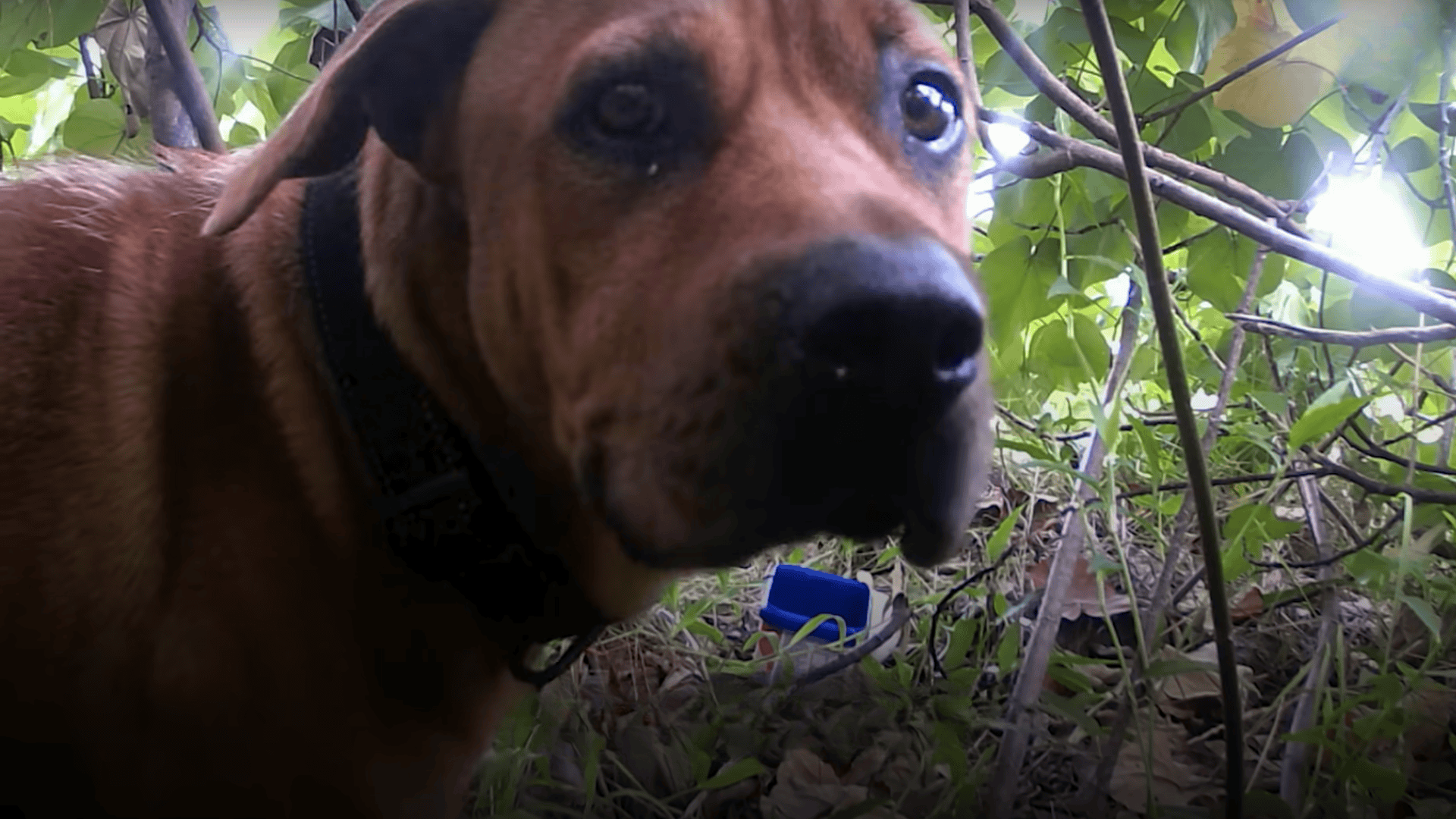 Abandoned Heartbroken Dog Searches Beach Every Day Waiting For Owner’s ...