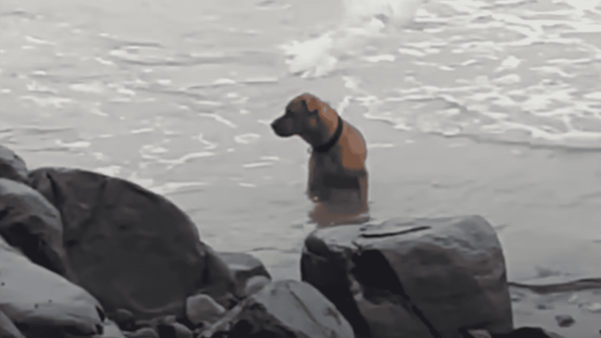 Abandoned Heartbroken Dog Searches Beach Every Day Waiting For Owner’s ...