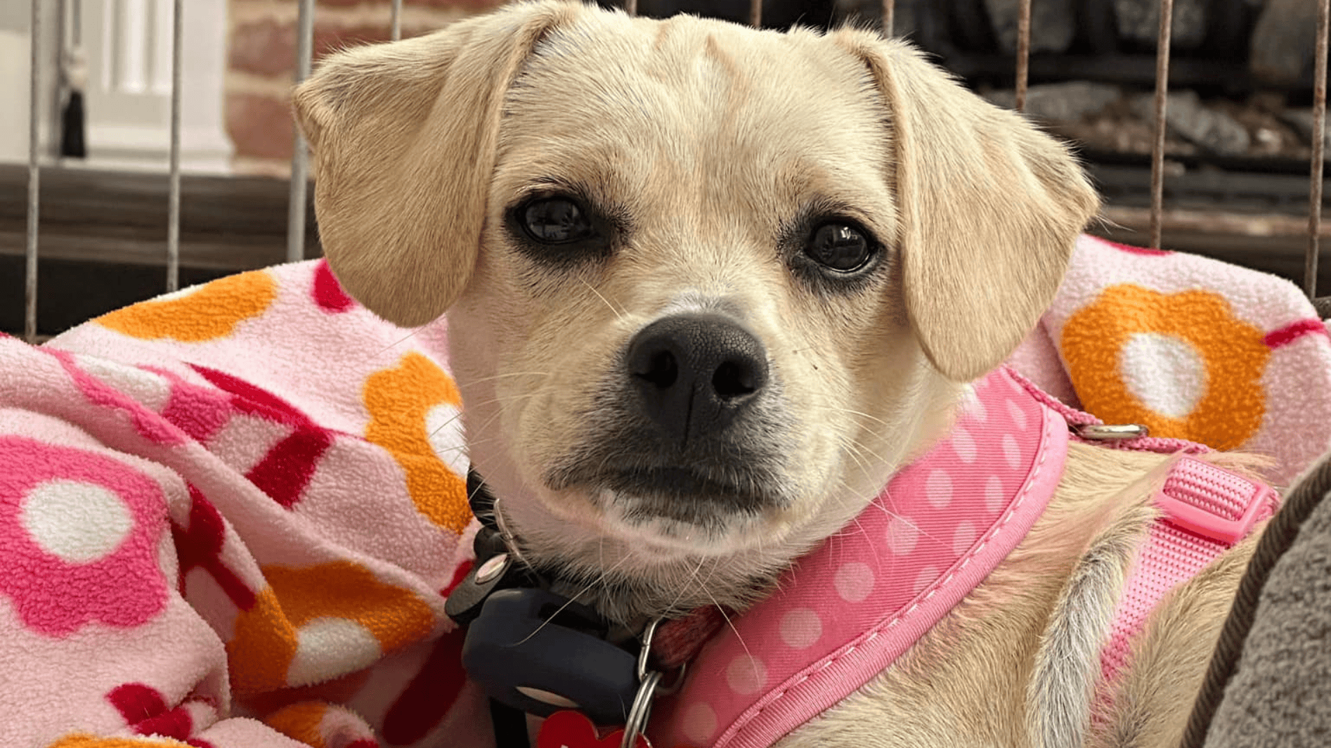 Devoted Dog Waits Outside Hospital for 10 Days, Hoping to See Her Owner ...