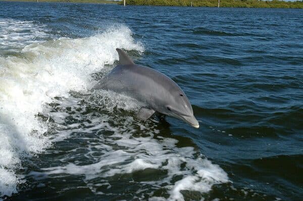 12 Dolphin Behaviors Explained by Marine Biologists - Animals Around ...