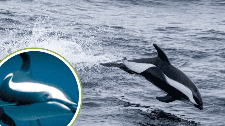 Meet the Hourglass Dolphin A Tiny Speedster of the Southern Ocean