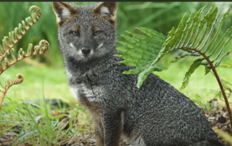 Rare Photo Captures Darwin's Fox Endemic To Chile as One of Earth’s ...