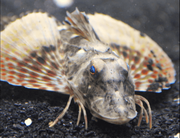 Meet the Fish That Walks on Tongue-Like Legs and Tastes the Ocean Floor