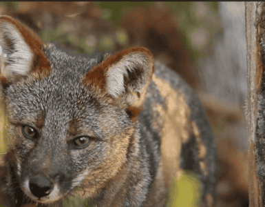 Rare Photo Captures Darwin's Fox Endemic To Chile as One of Earth’s ...