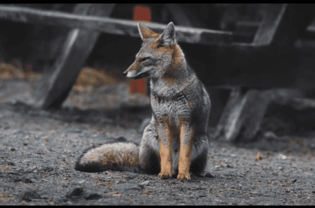 Rare Photo Captures Darwin's Fox Endemic To Chile as One of Earth’s ...
