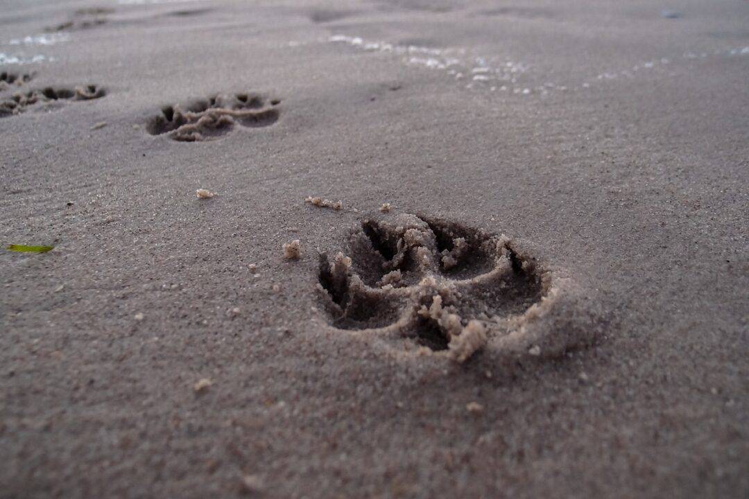 Why Your Dog's Paws Deserve More Attention
