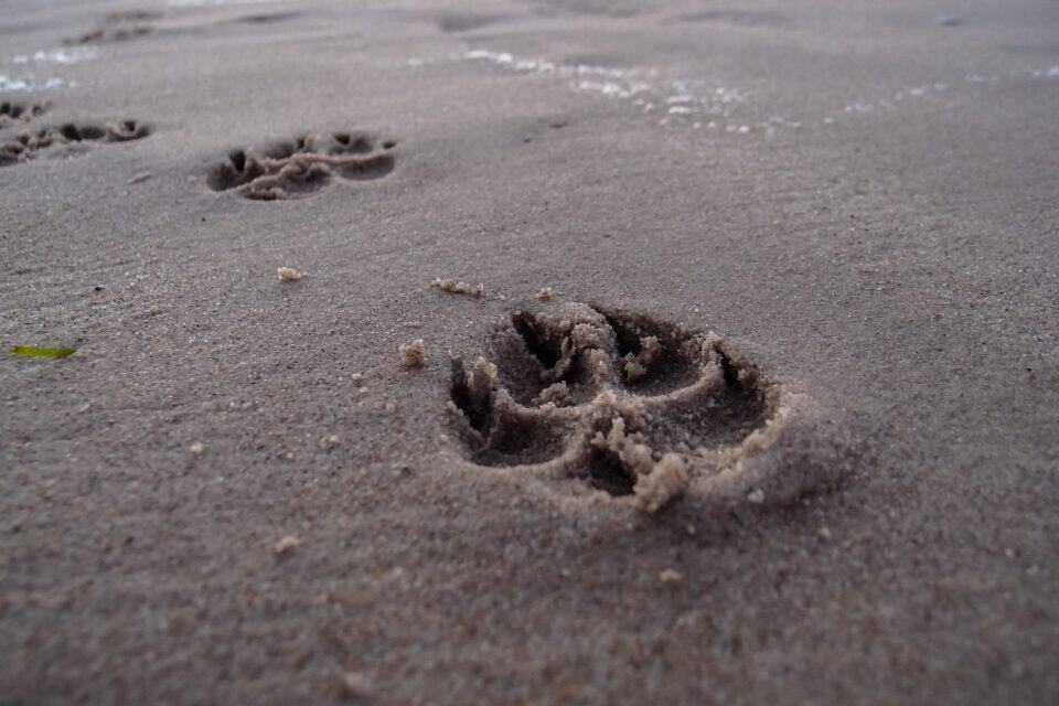 Why Your Dog's Paws Deserve More Attention