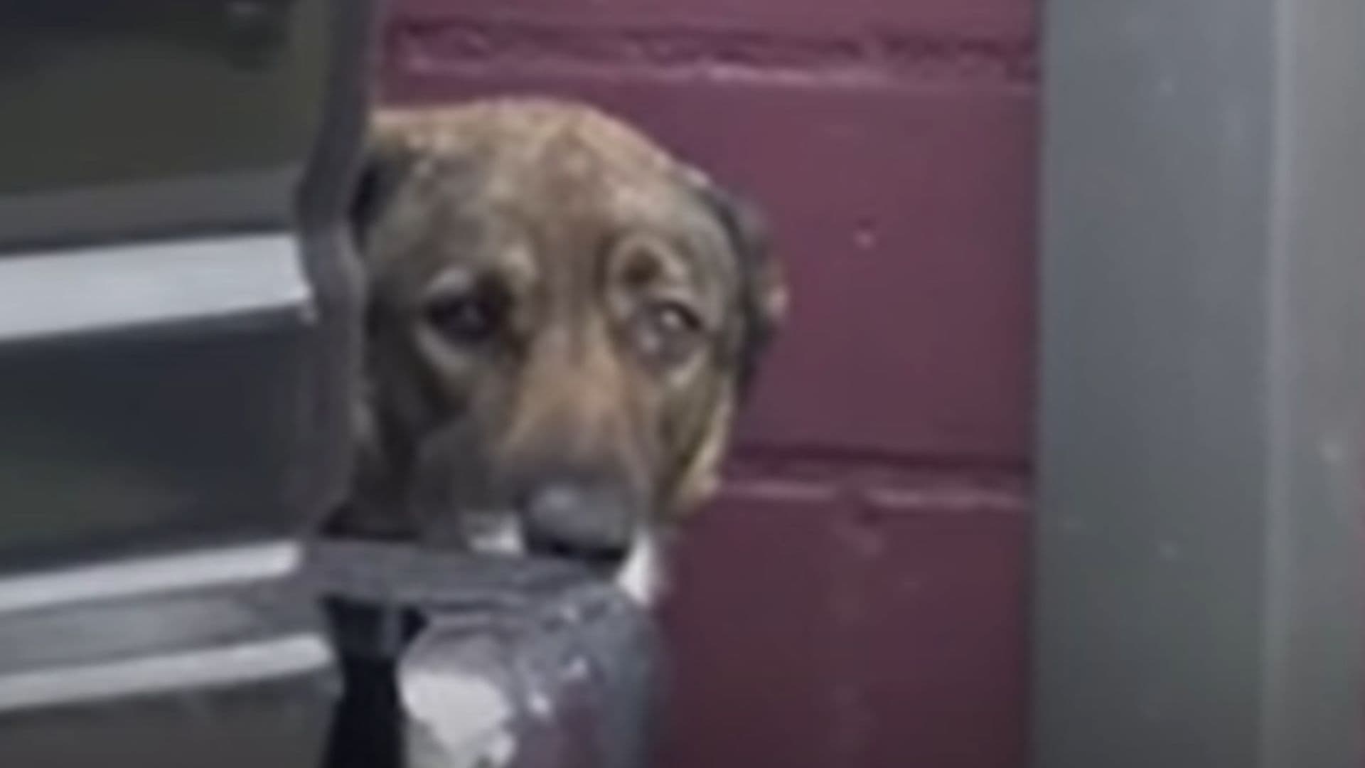 Stray German Shepard Cries Continuously Until Rescuers Arrive - Animals ...
