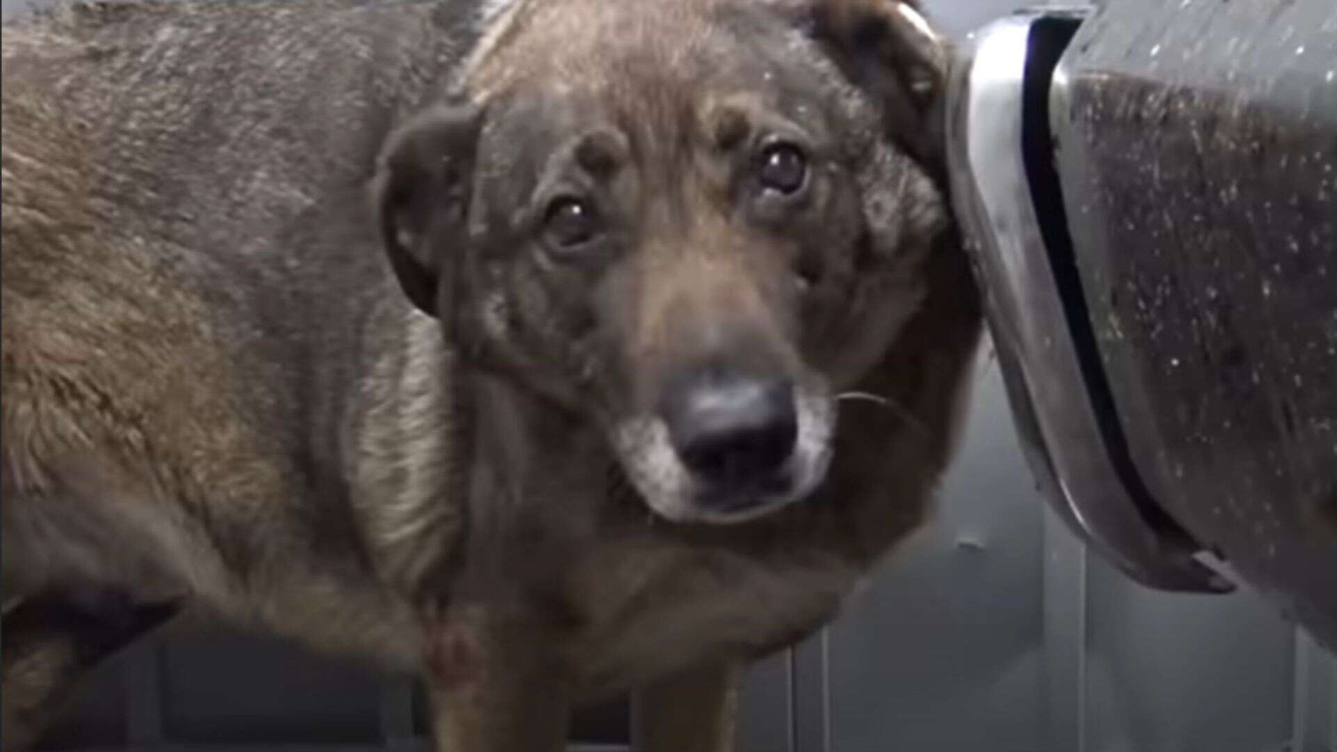 Stray German Shepard Cries Continuously Until Rescuers Arrive - Animals ...