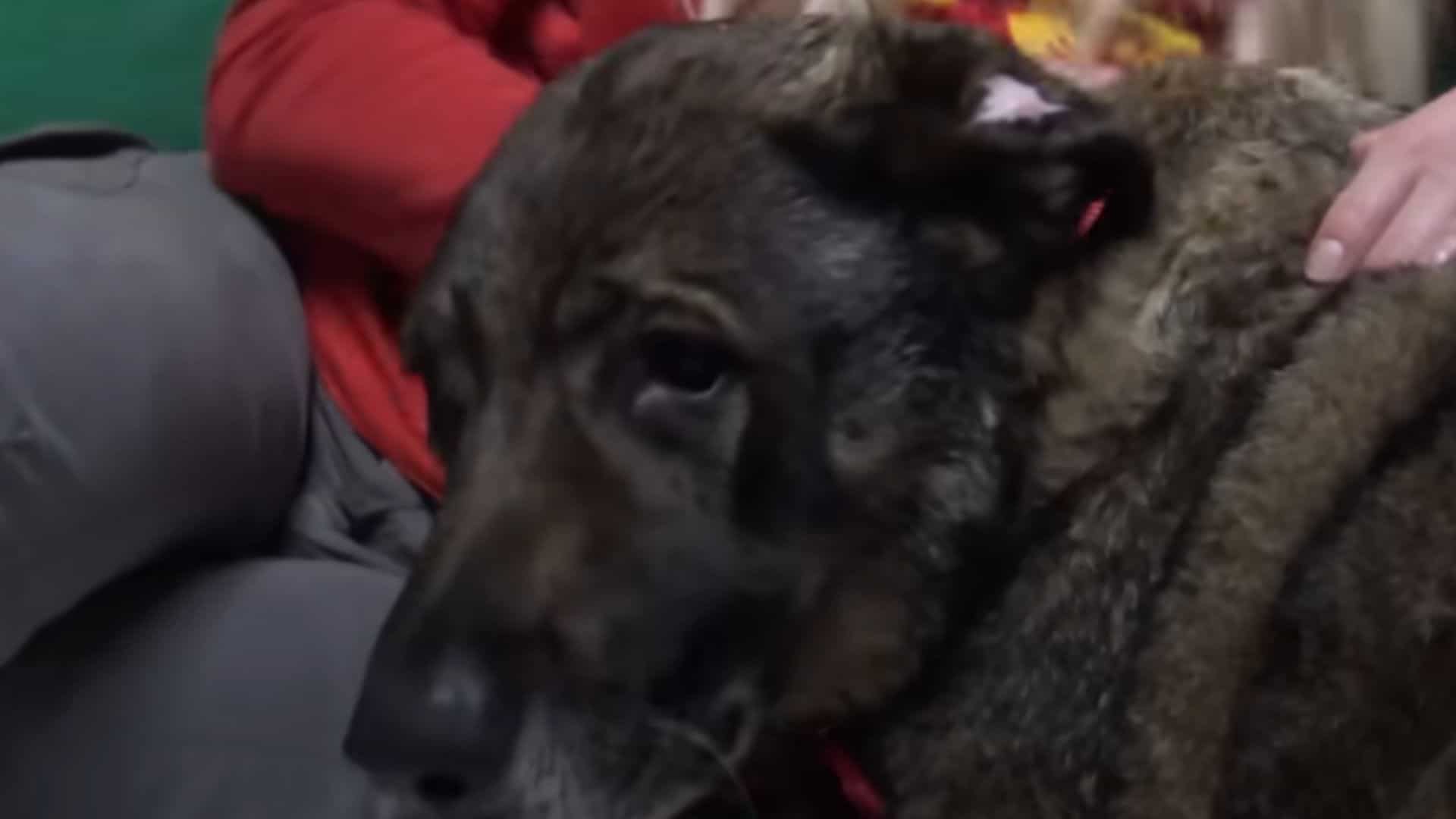 Stray German Shepard Cries Continuously Until Rescuers Arrive - Animals ...