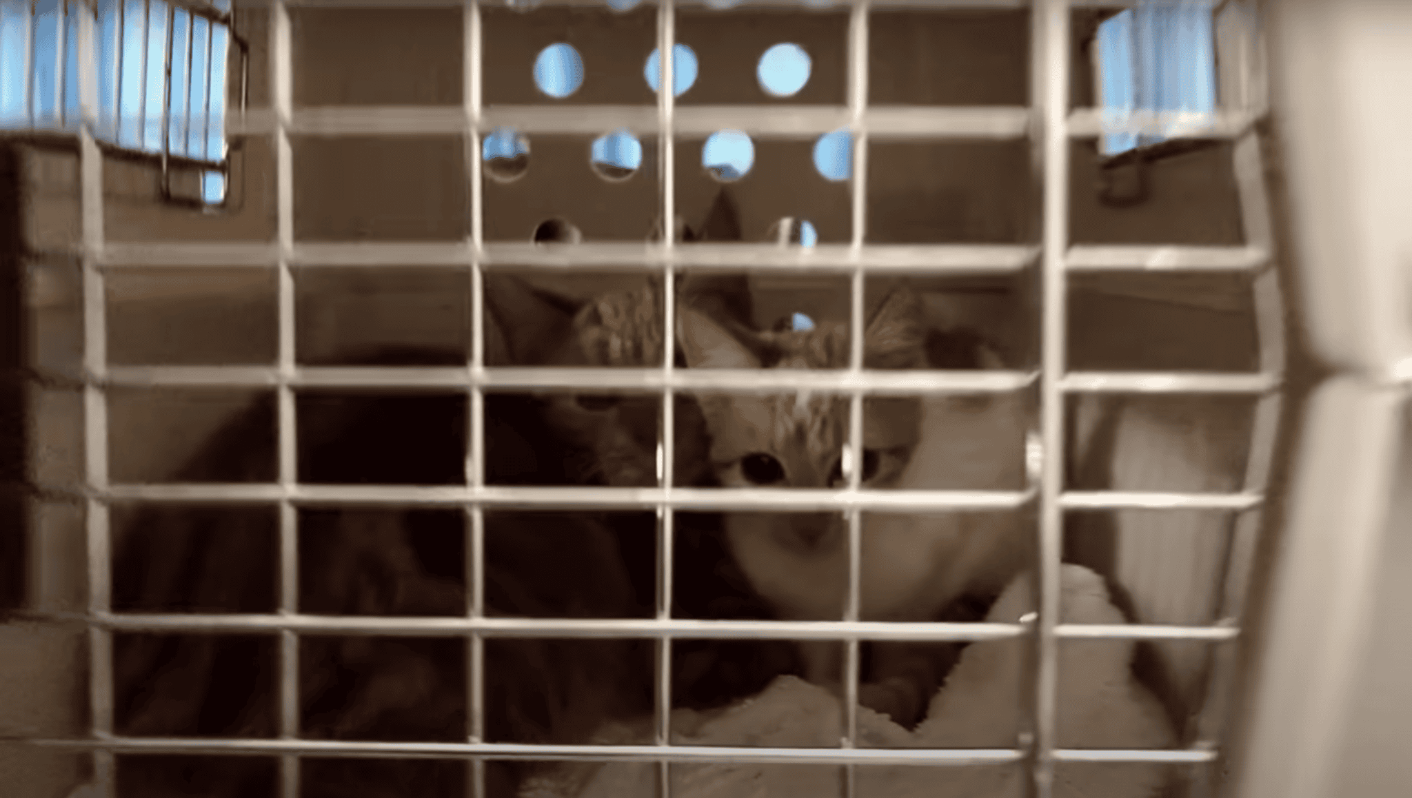 Scariest Cat Rescue - Locked Inside with No Food for Weeks - Animals ...