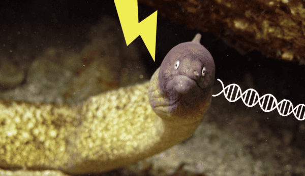 The Secret Behind the Electric Eel’s Mega Zaps - Animals Around The Globe