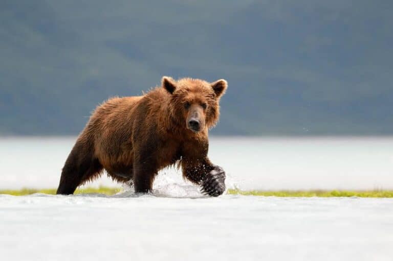 13 Most Aggressive Mammals in the Wild - Animals Around The Globe