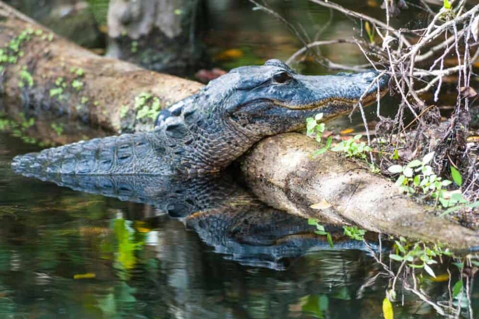 15 Alligator Behaviors That Make Them Apex Survivors - Animals Around ...