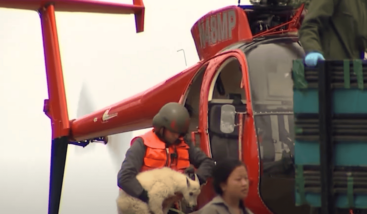 Hundreds of Goats Airlifted Off Washington Mountains - Animals Around ...