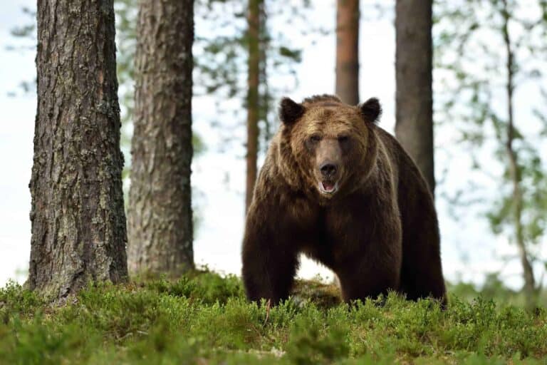 14 Myths About Bears That People Still Believe (But Should Not ...