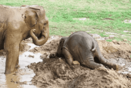 25 Crazy Animal Moments Ranked From Mild to Wild. No One Can Deny #1 ...
