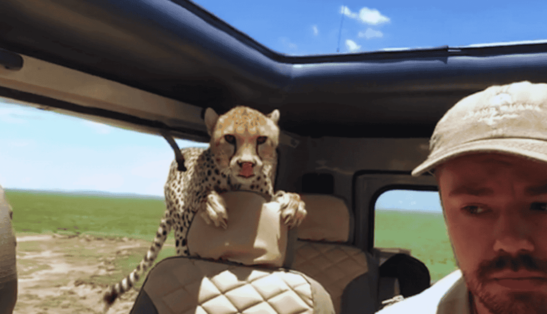 25 Crazy Animal Moments Ranked From Mild to Wild. No One Can Deny #1 ...