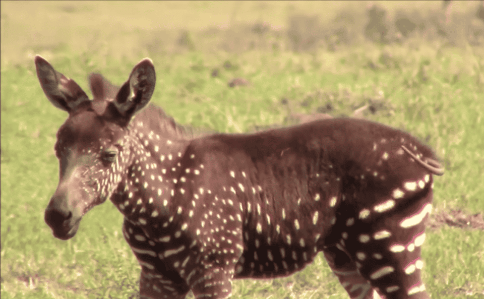 25 Crazy Animal Moments Ranked From Mild to Wild. No One Can Deny #1 ...