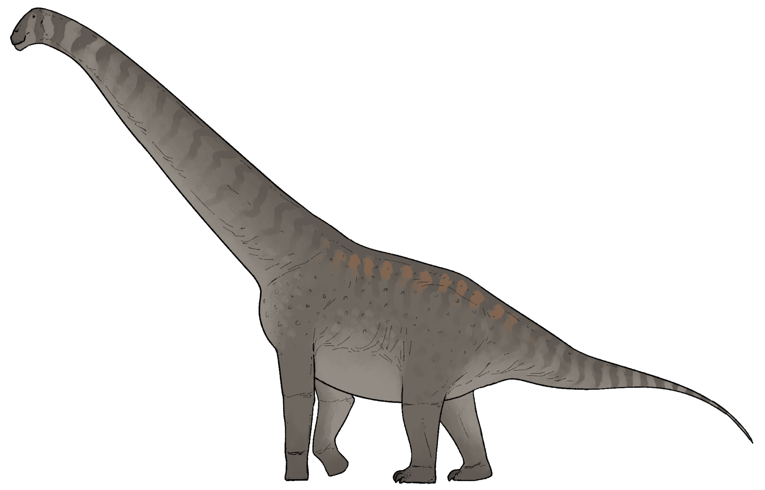 New Sauropod Dinosaur Discovered on the Iberian Peninsula - Animals ...