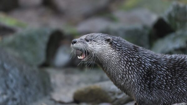 This U.S. River Otter Comeback Is a Conservation Success Story