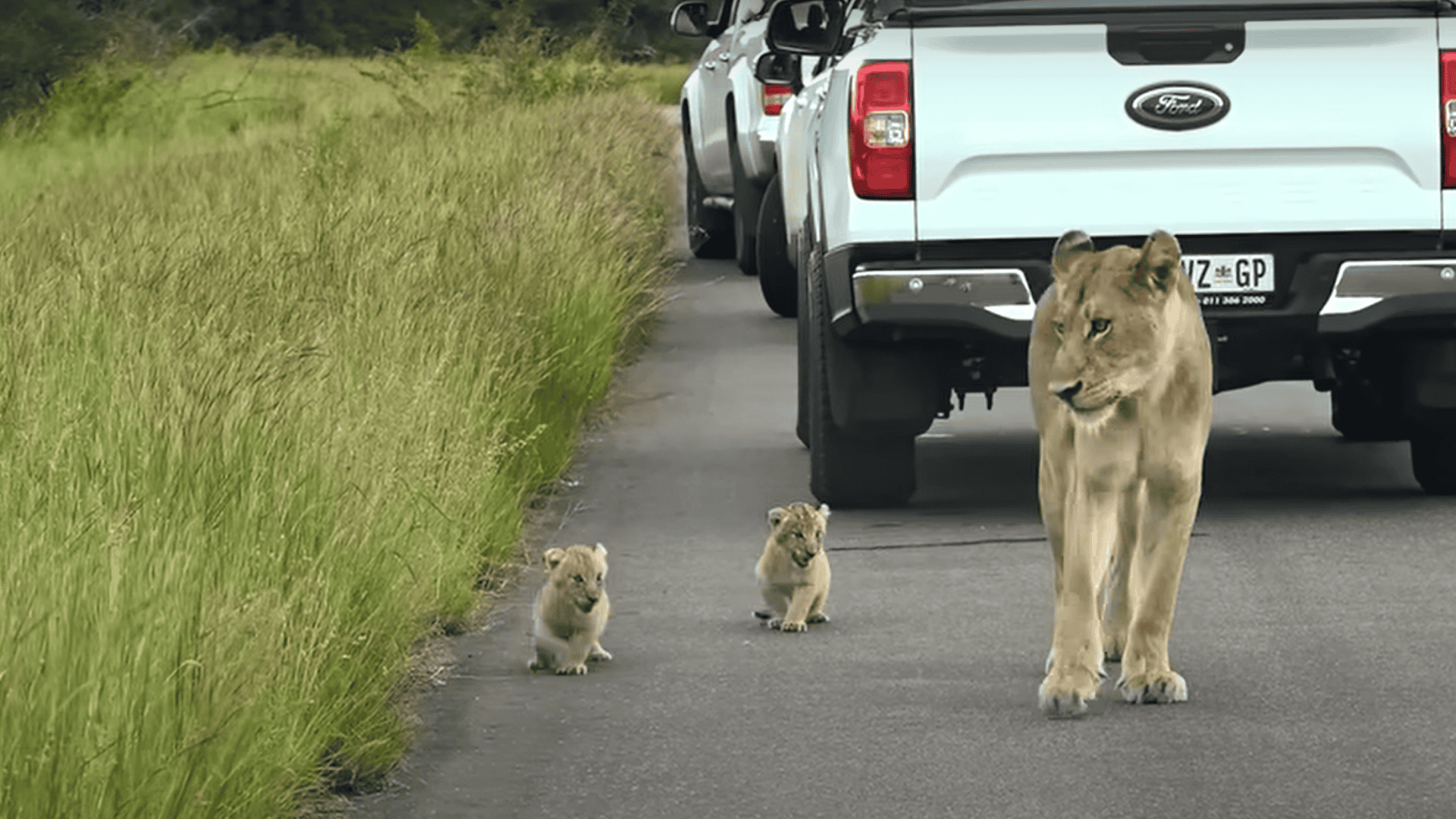 How the Lion's Roar Can Be Heard 5 Miles Away - Animals Around The Globe