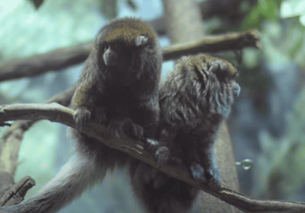 Recently Identified Rare Monkey is Already on the Verge of Extinction
