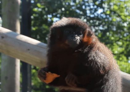 Recently Identified Rare Monkey is Already on the Verge of Extinction
