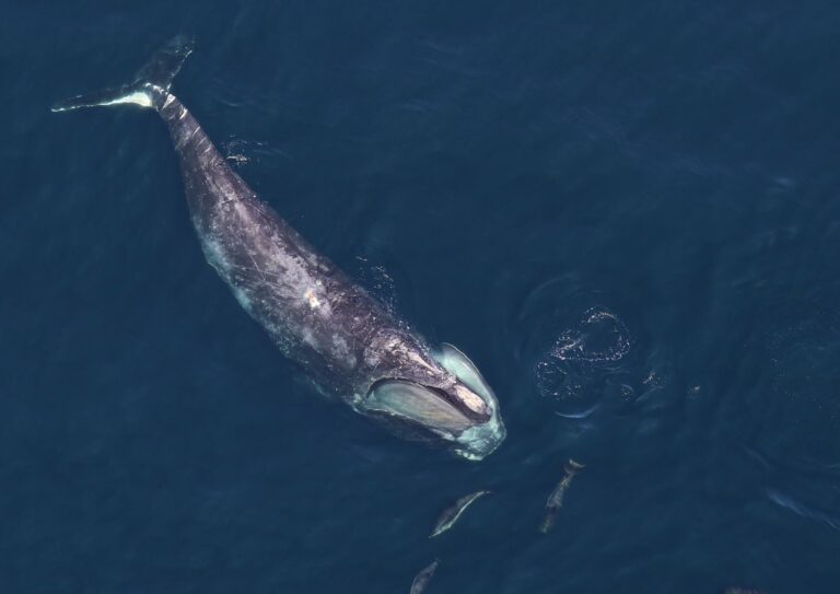 North Atlantic Right Whales Face Imminent Extinction - Animals Around ...