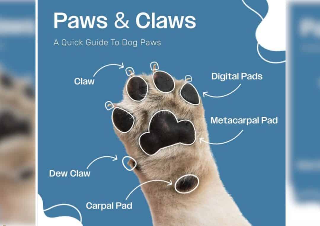 Why Your Dog's Paws Deserve More Attention