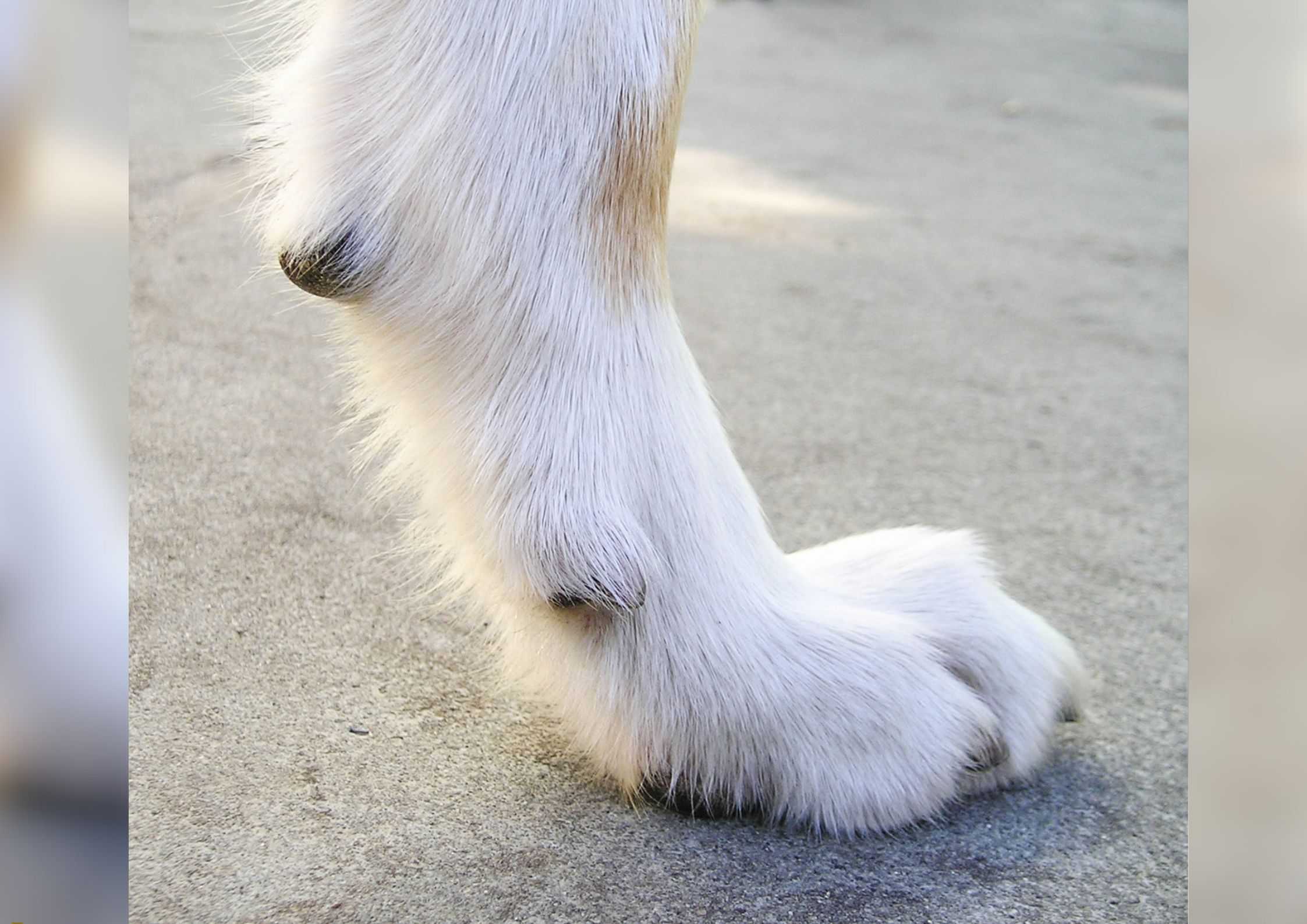 Why Your Dog's Paws Deserve More Attention