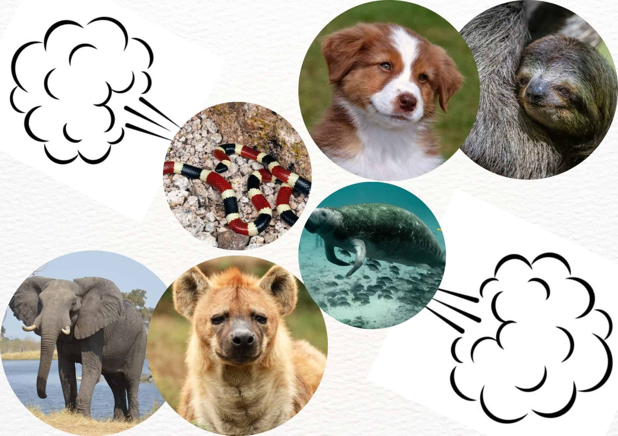 Surprising Facts About Animals That Can and Can’t Fart