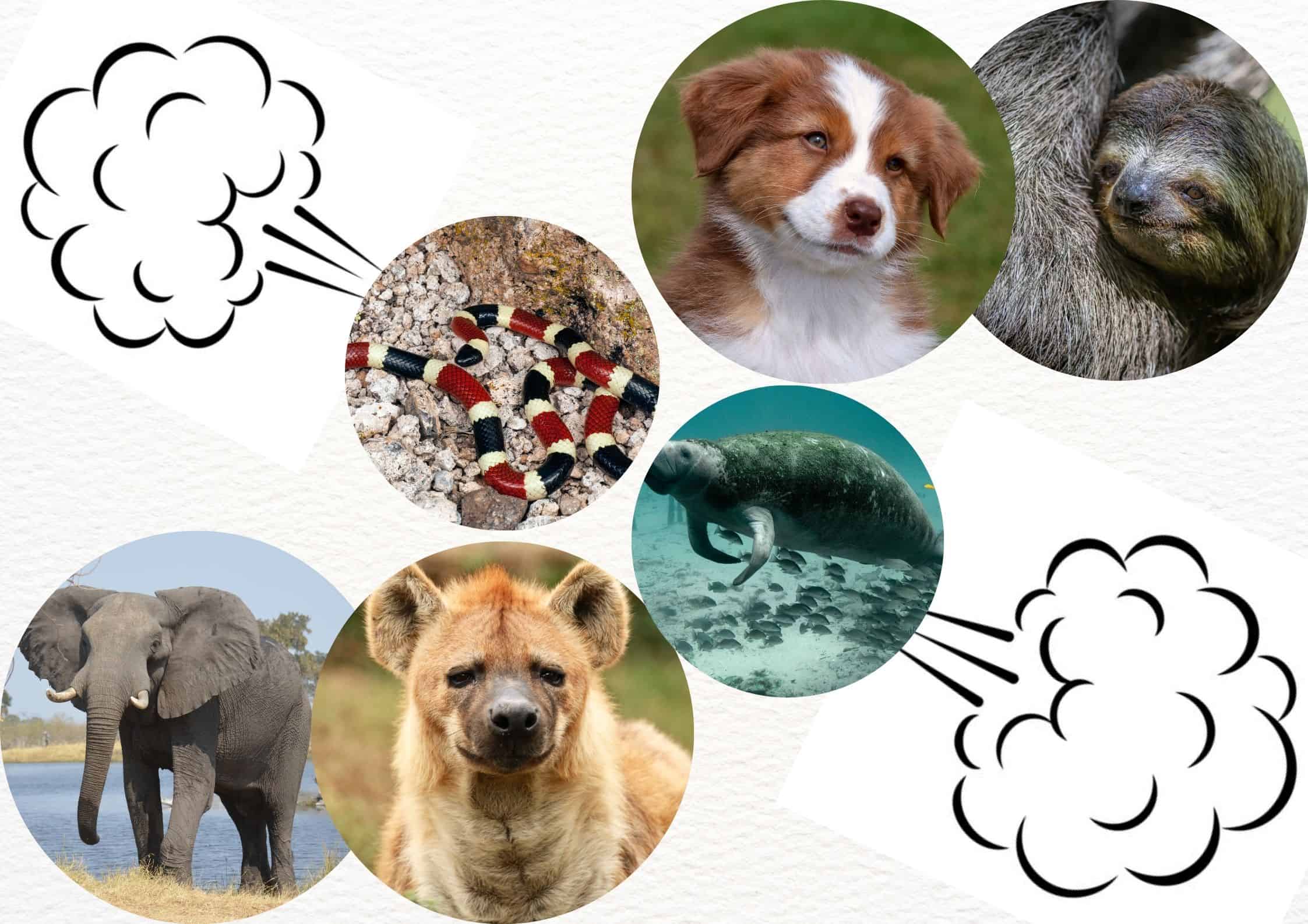 Surprising Facts About Animals That Can and Can’t Fart