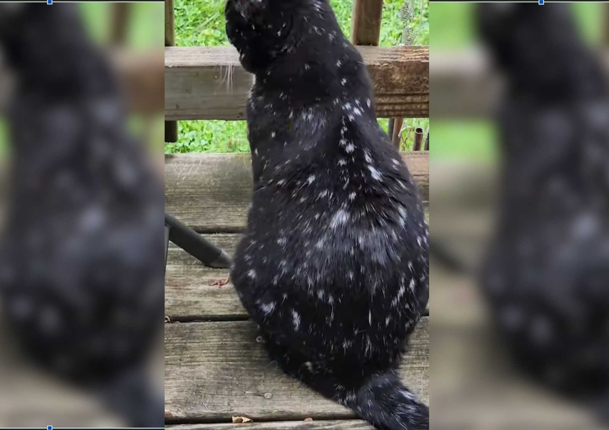 Meet Gatsby, the Cat With Fur That Shines Like a Galaxy of Stars