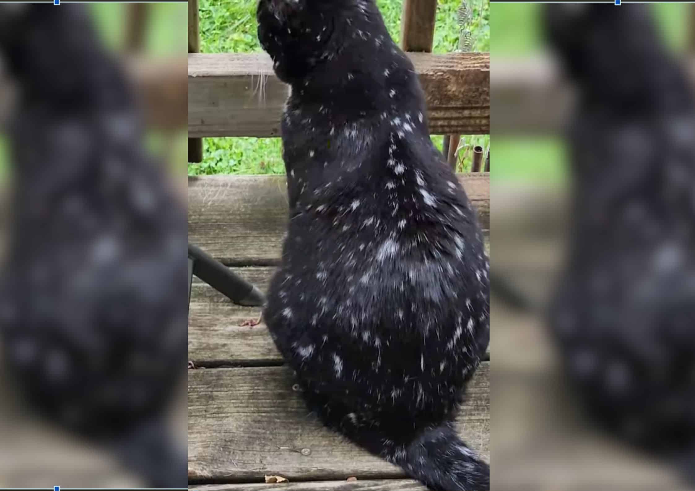 Meet Gatsby, the Cat With Fur That Shines Like a Galaxy of Stars