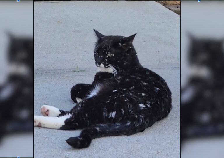 Meet Gatsby, the Cat With Fur That Shines Like a Galaxy of Stars